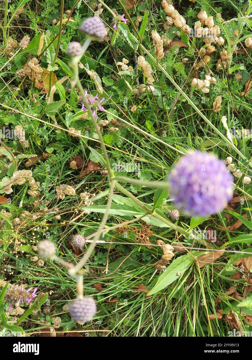 Devil's-bit Scabious (Succisa pratensis Stock Photo - Alamy