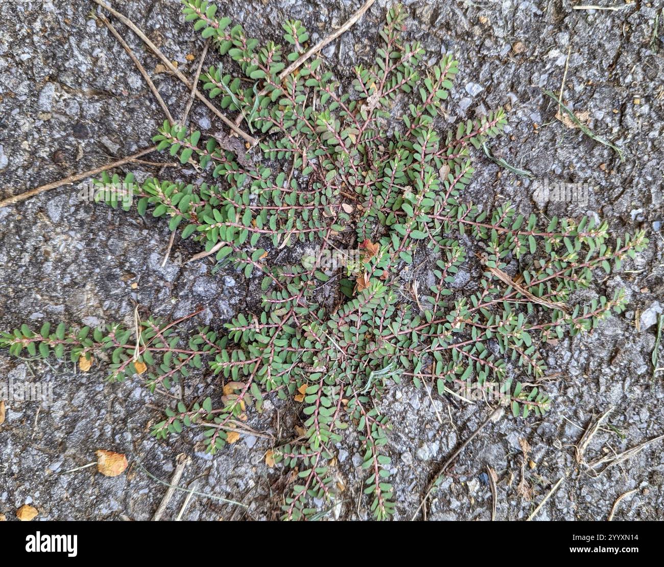 Spotted spurge (Euphorbia maculata Stock Photo - Alamy