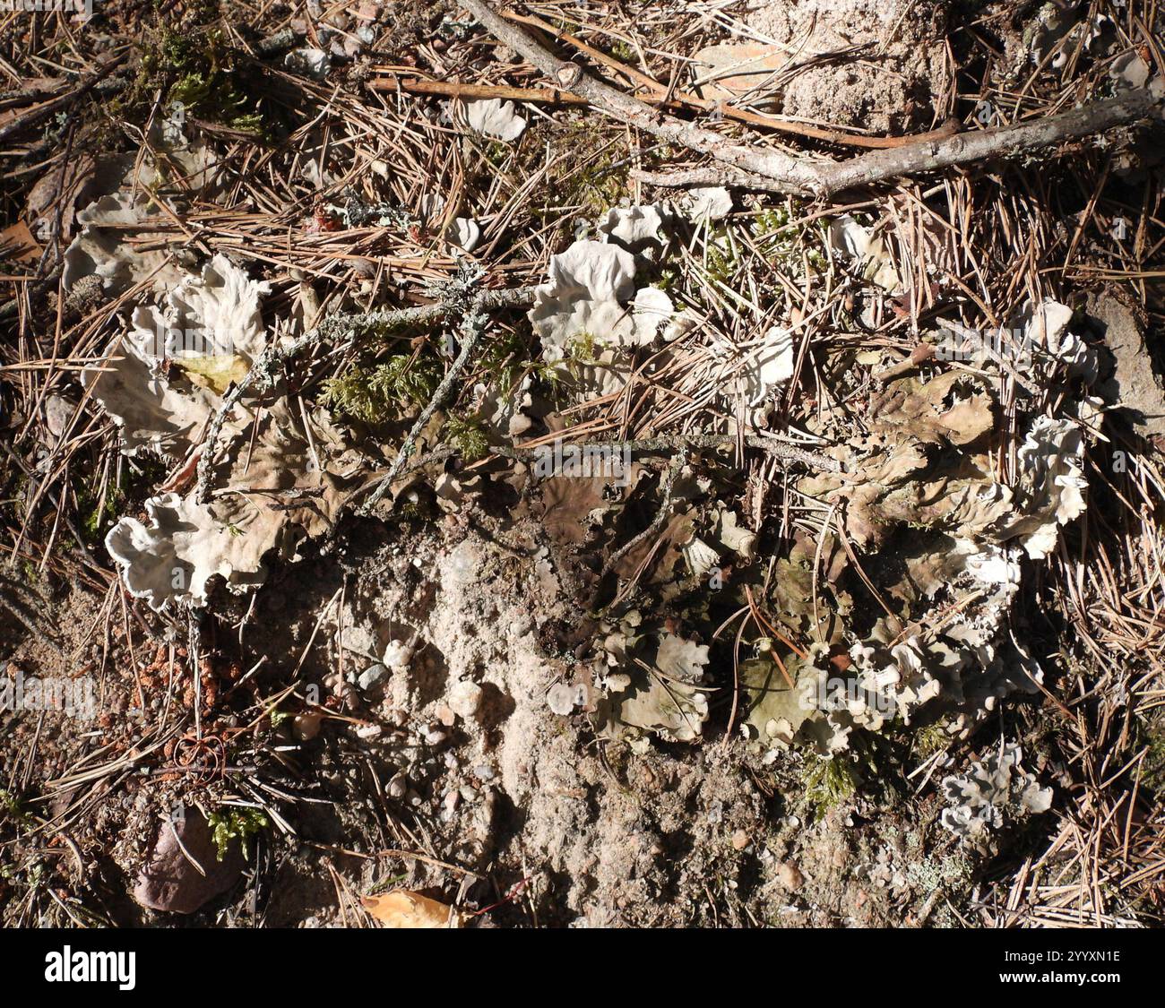 membranous pelt lichen (Peltigera membranacea Stock Photo - Alamy