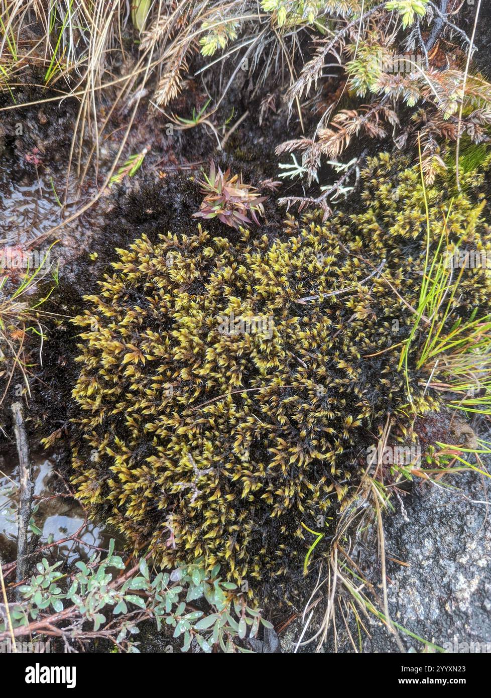 Woolly fringe moss hi-res stock photography and images - Alamy
