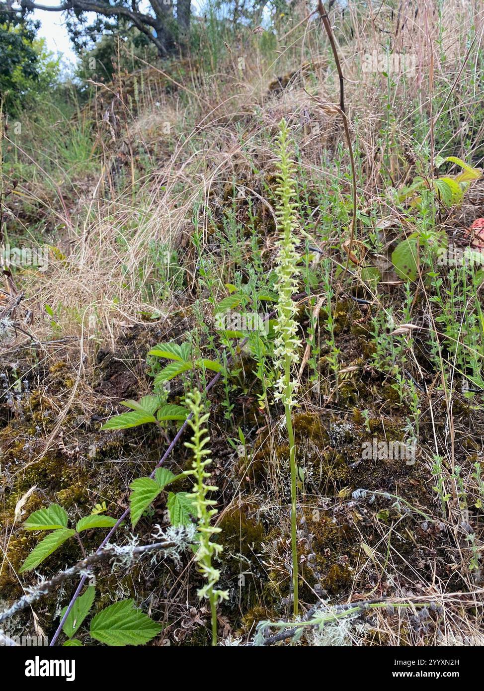 Flat Spurred Piperia (Platanthera transversa Stock Photo - Alamy