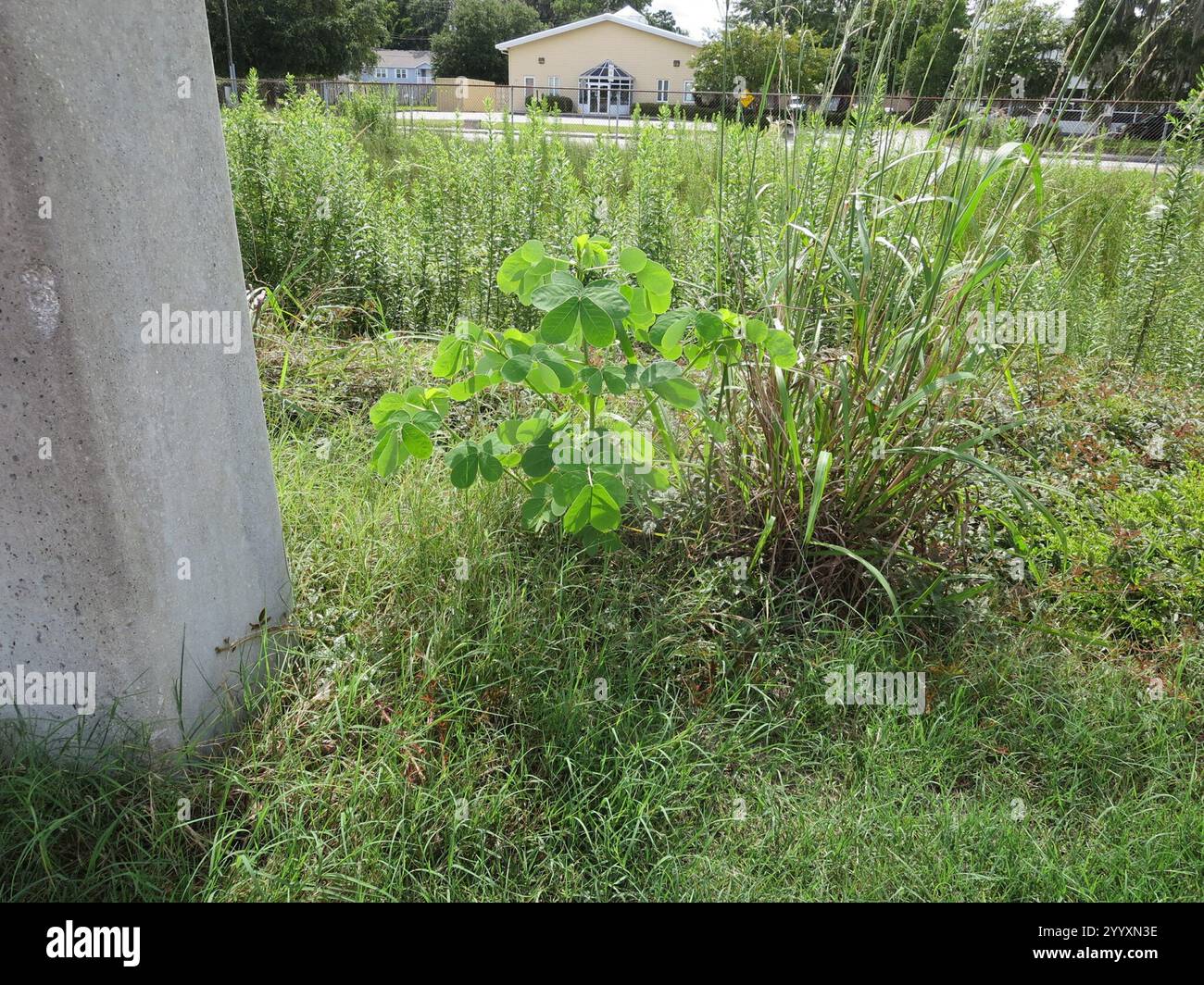 American Sicklepod (Senna obtusifolia Stock Photo - Alamy