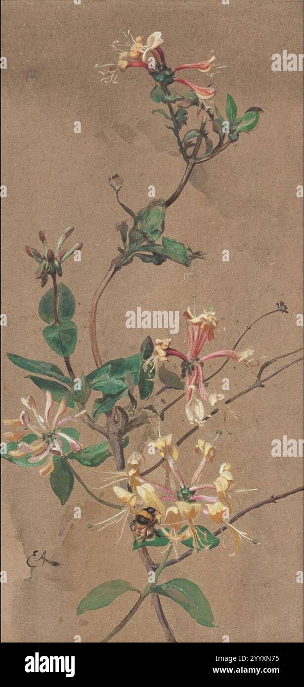 Edwin John Alexander Honeysuckle and bee Stock Photo - Alamy