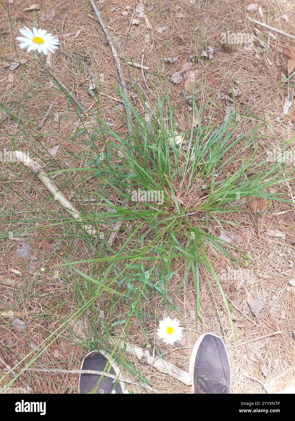 graceful sedge (Carex gracillima Stock Photo - Alamy