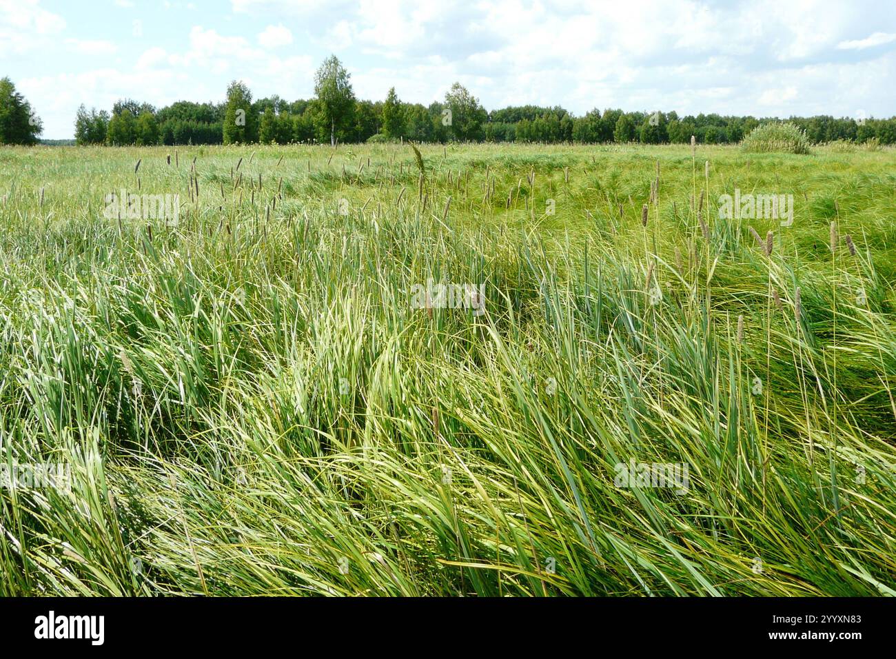 Creeping foxtail hi-res stock photography and images - Alamy