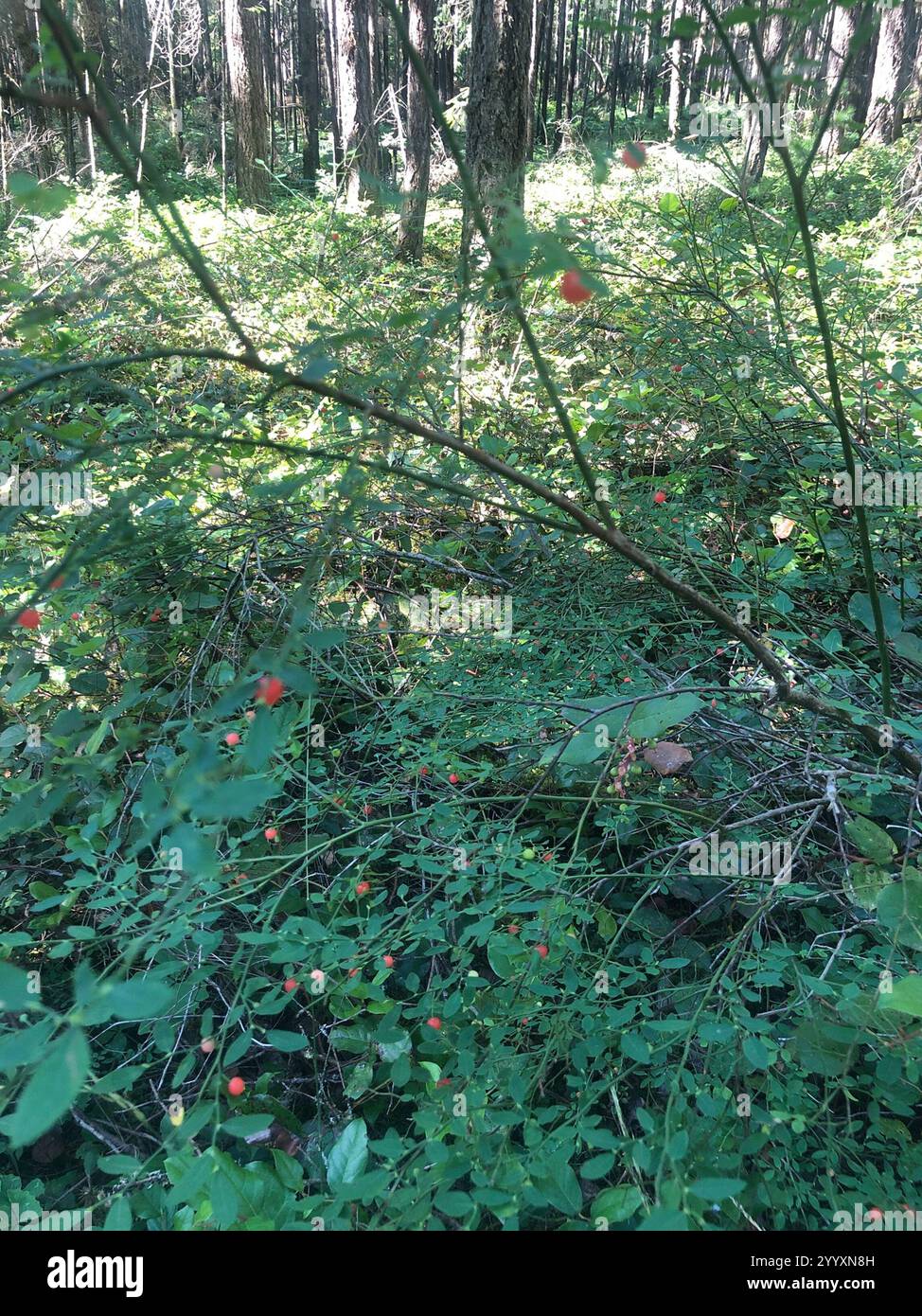 Red Huckleberry (Vaccinium parvifolium Stock Photo - Alamy