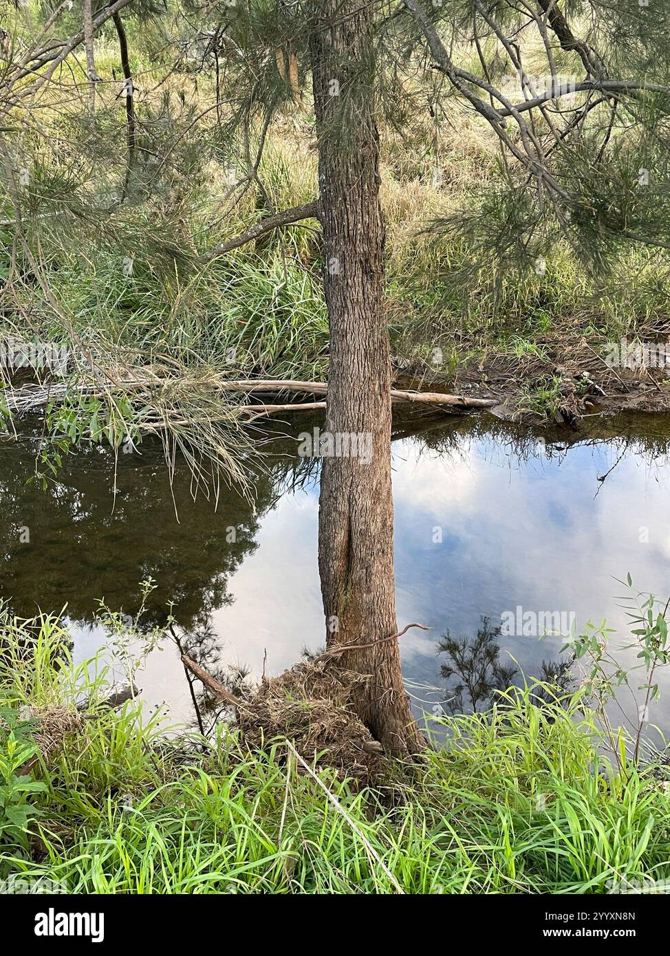 River sheoak (Casuarina cunninghamiana Stock Photo - Alamy