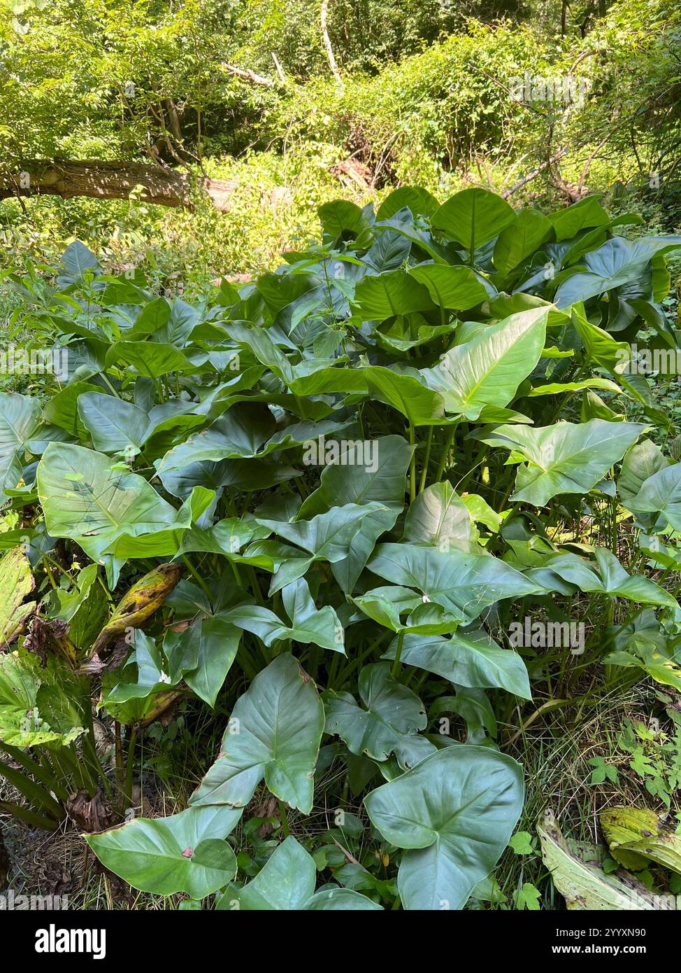 Green Arrow Arum (Peltandra virginica Stock Photo - Alamy