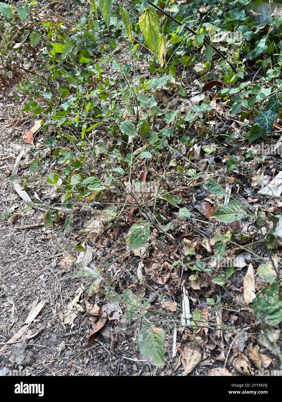 enchanter's-nightshade (Circaea lutetiana Stock Photo - Alamy