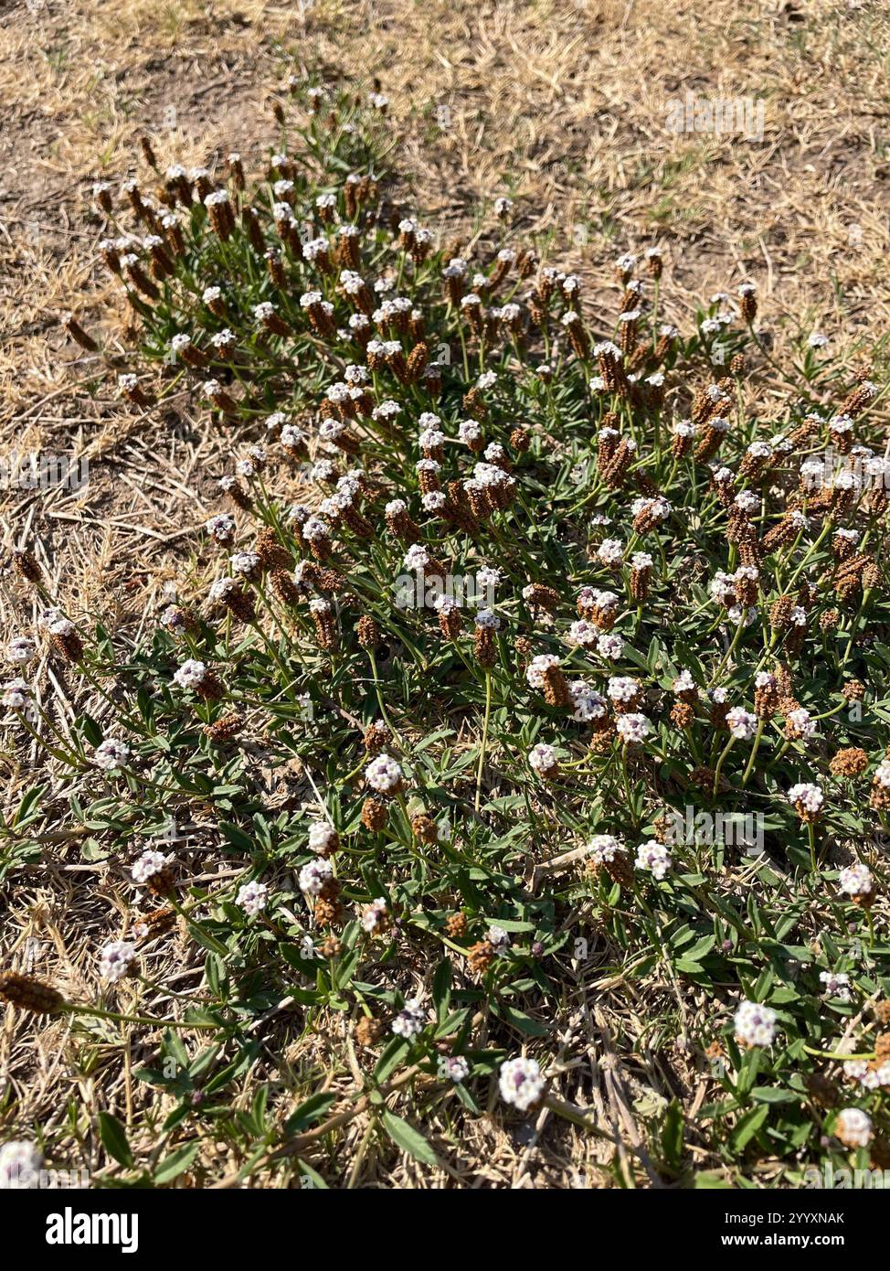 turkey tangle frogfruit (Phyla nodiflora Stock Photo - Alamy