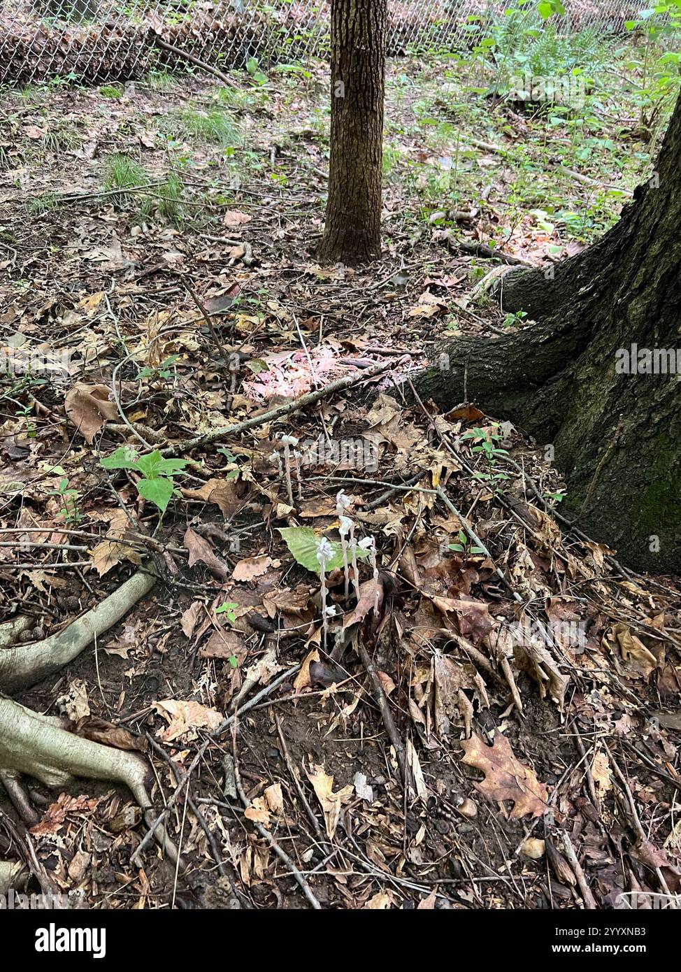 Ghost Pipe (Monotropa uniflora Stock Photo - Alamy