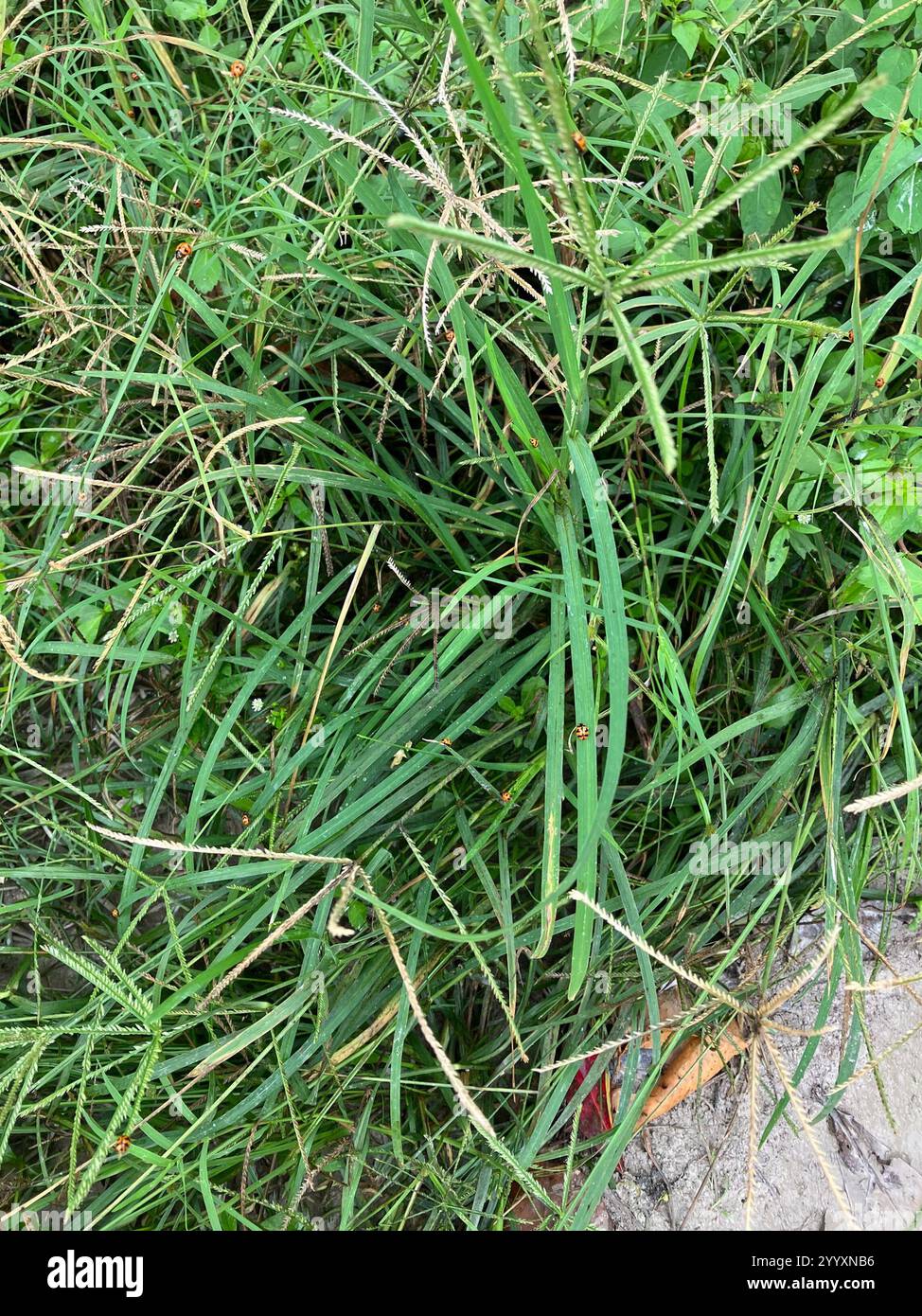 Small Transverse Ladybird Beetle (Coccinella transversalis Stock Photo ...