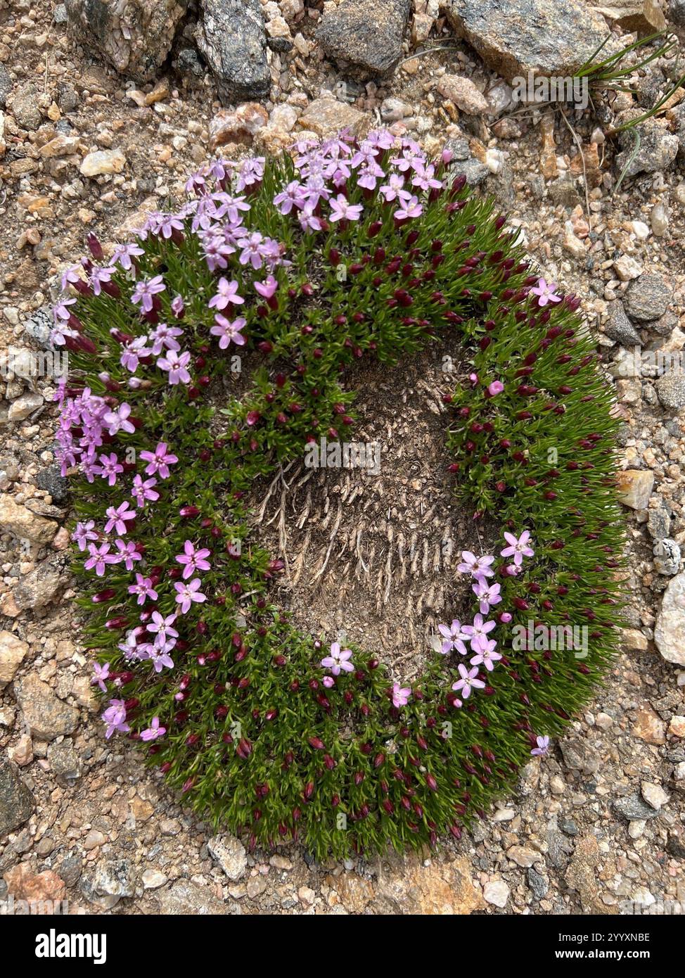 Moss Campion (Silene acaulis Stock Photo - Alamy