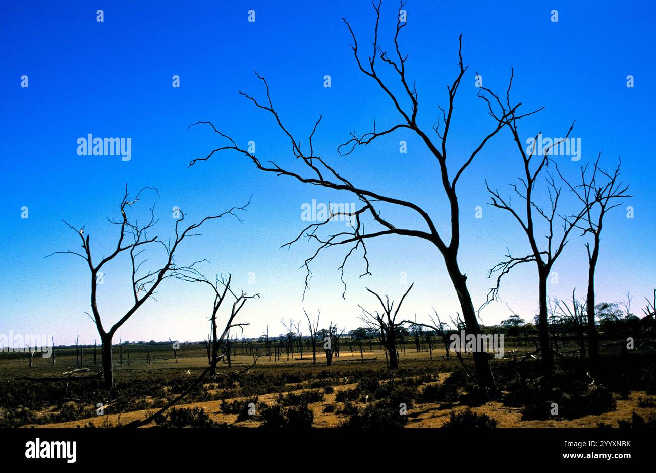 Dead trees, Victoria Plains, West Australia Stock Photo - Alamy
