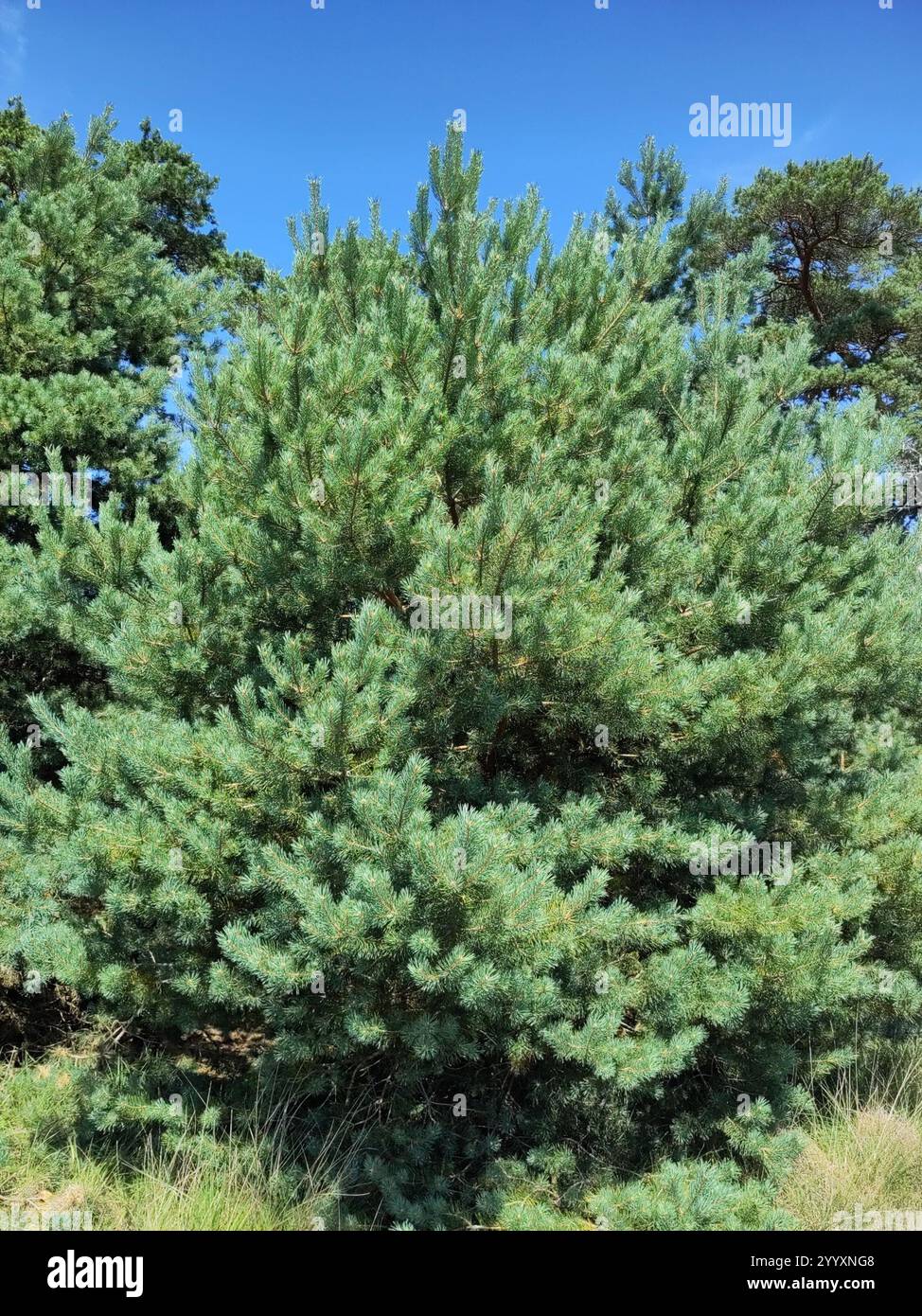 Scots pine (Pinus sylvestris Stock Photo - Alamy