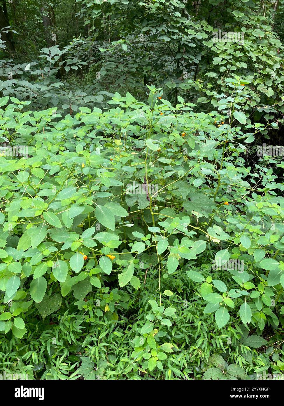 common jewelweed (Impatiens capensis Stock Photo - Alamy