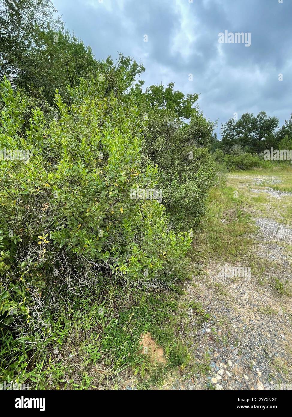 groundsel tree (Baccharis halimifolia Stock Photo - Alamy