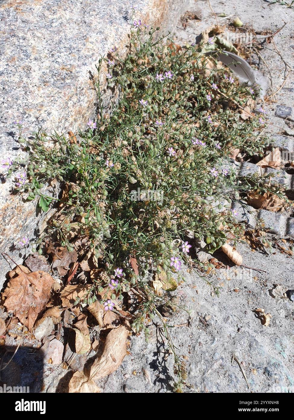 Red Sand Spurrey (Spergularia rubra Stock Photo - Alamy
