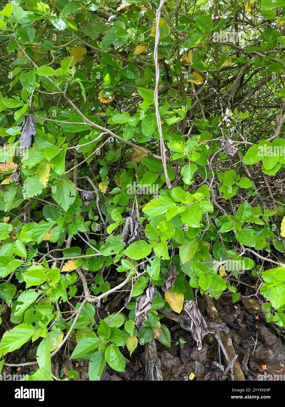 Kerosene Tree (Cordia subcordata Stock Photo - Alamy