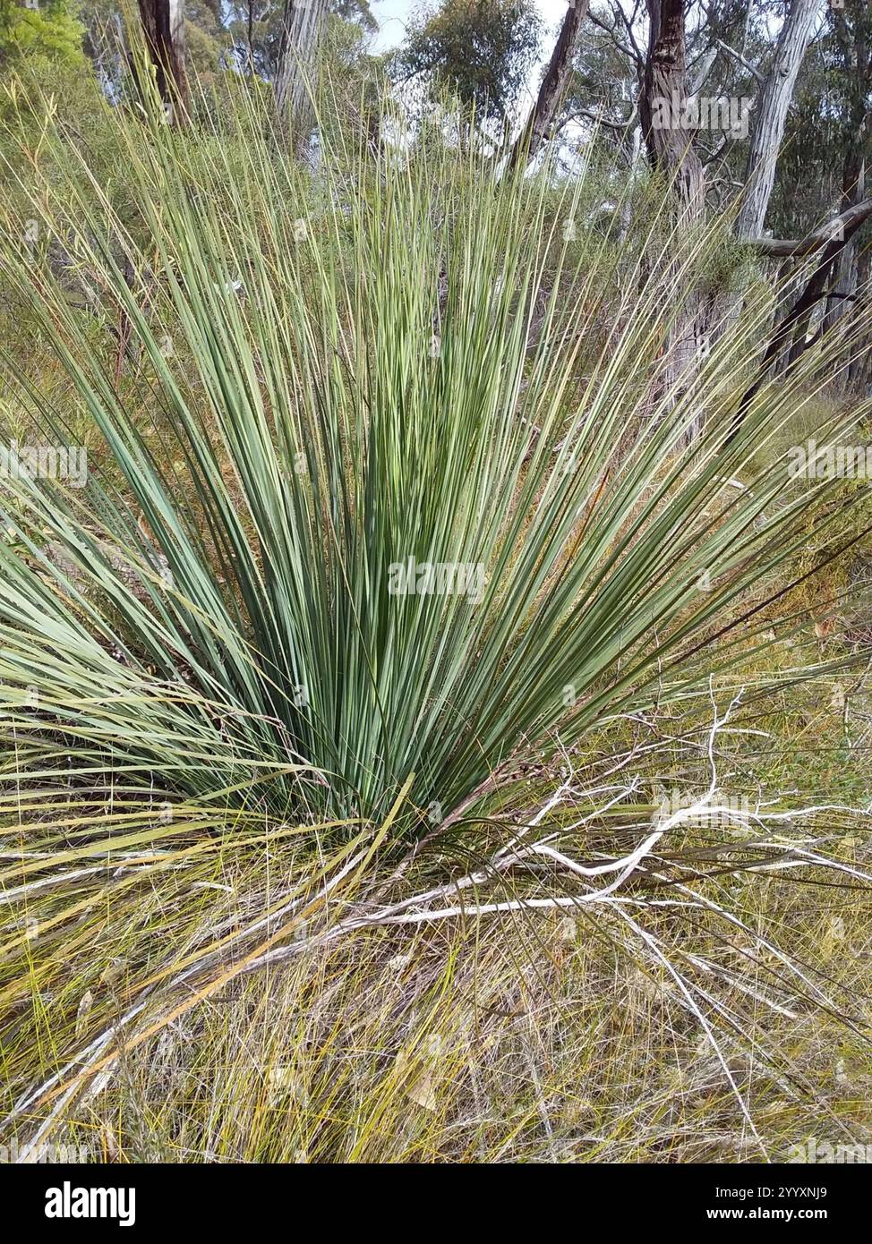tufted grass-tree (Xanthorrhoea semiplana Stock Photo - Alamy