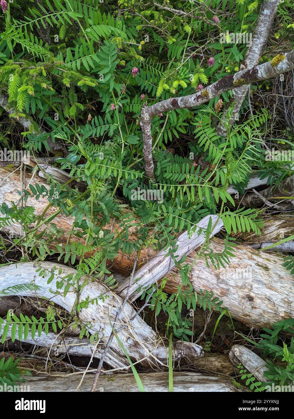giant vetch (Vicia gigantea Stock Photo - Alamy