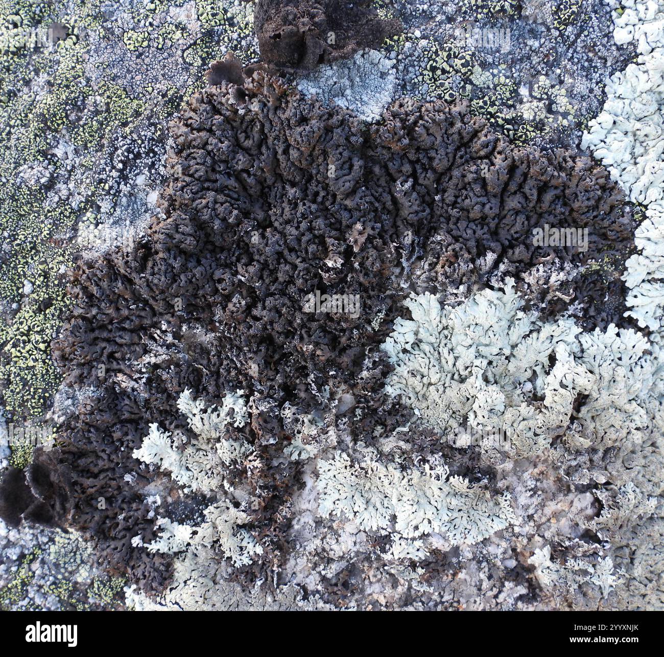 Stygian Black-parmelia (Melanelia stygia Stock Photo - Alamy