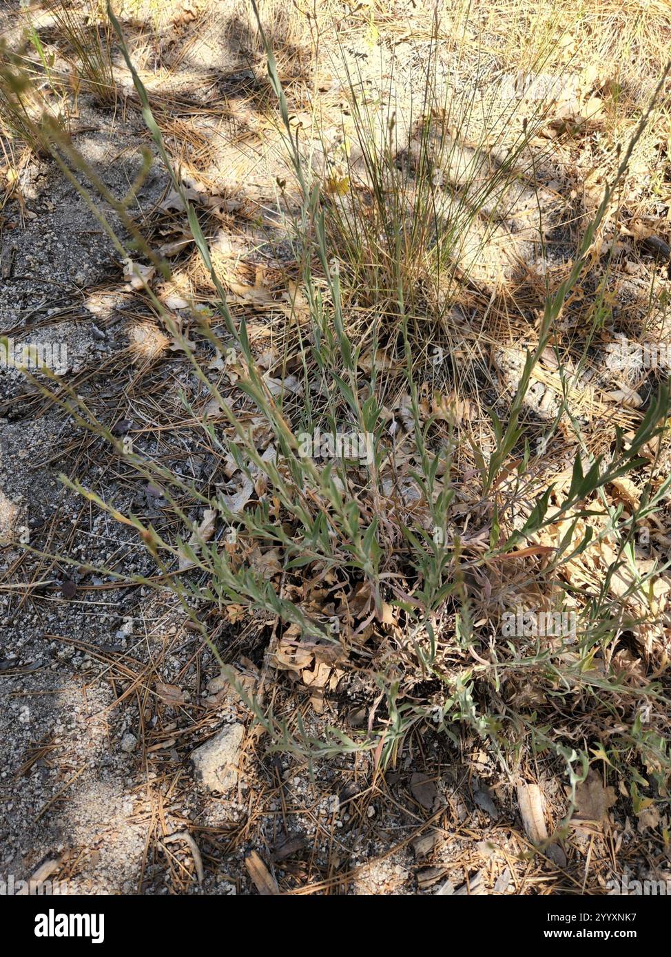 California Aster (Corethrogyne filaginifolia Stock Photo - Alamy