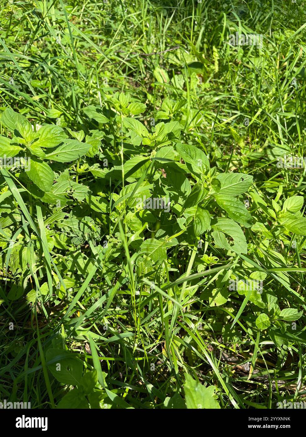 corn mint (Mentha arvensis Stock Photo - Alamy