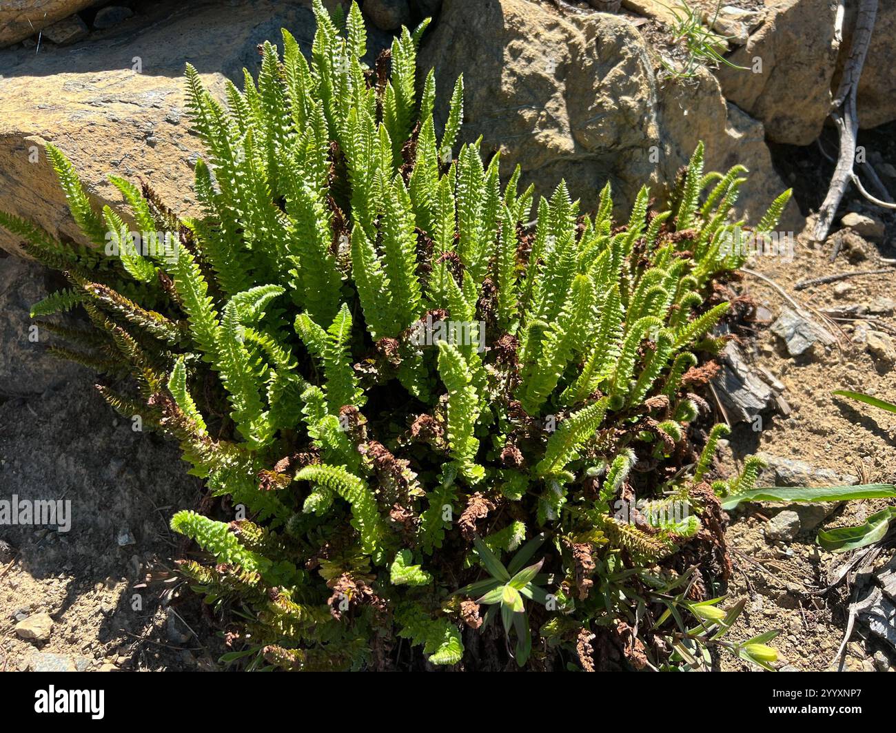 Lemmon's holly fern (Polystichum lemmonii Stock Photo - Alamy