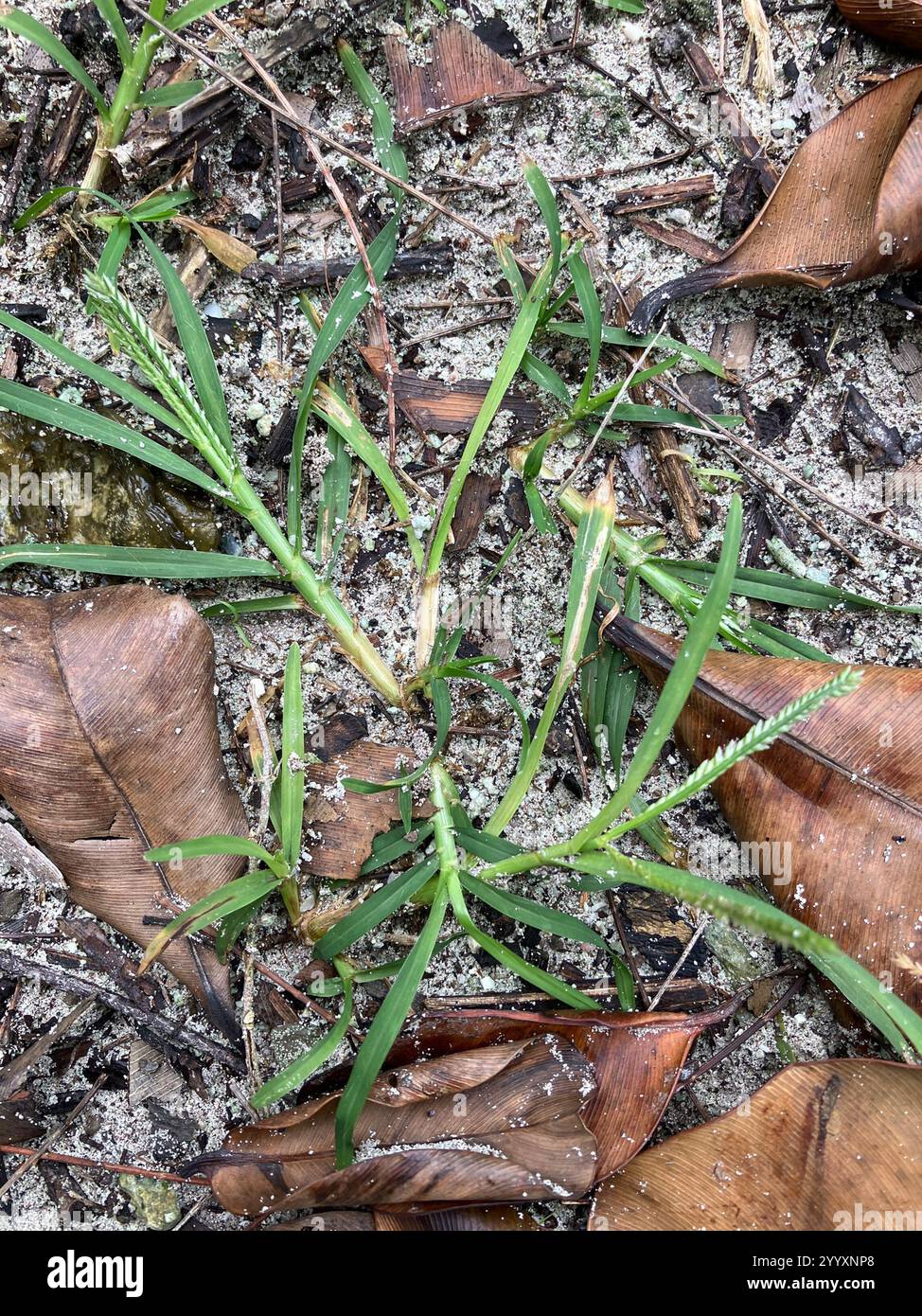 Goose Grass (Eleusine indica Stock Photo - Alamy