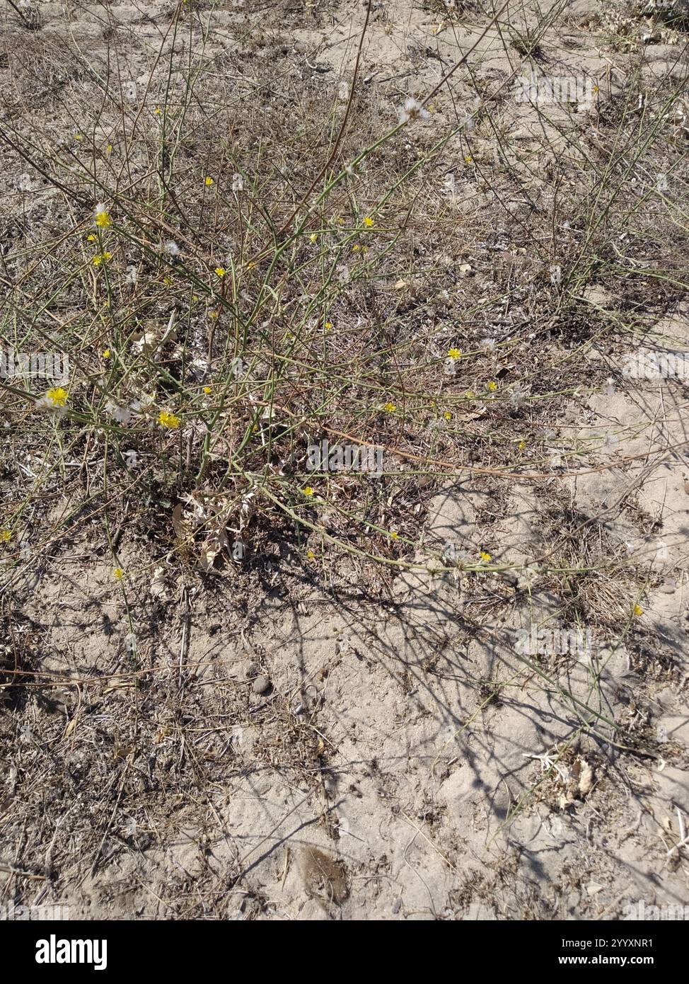 Rush Skeletonweed (Chondrilla juncea Stock Photo - Alamy
