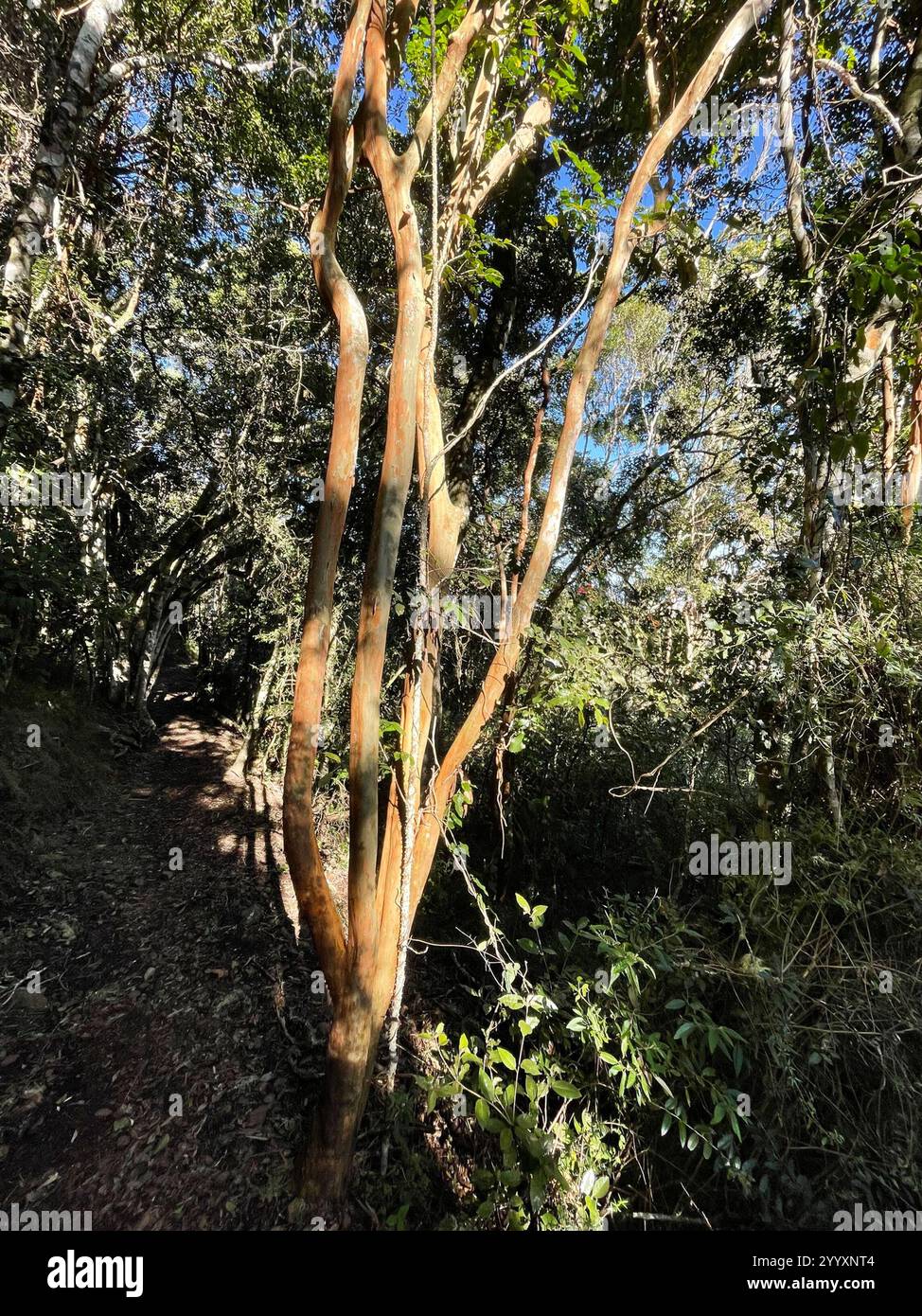 Gossia bidwillii hi-res stock photography and images - Alamy