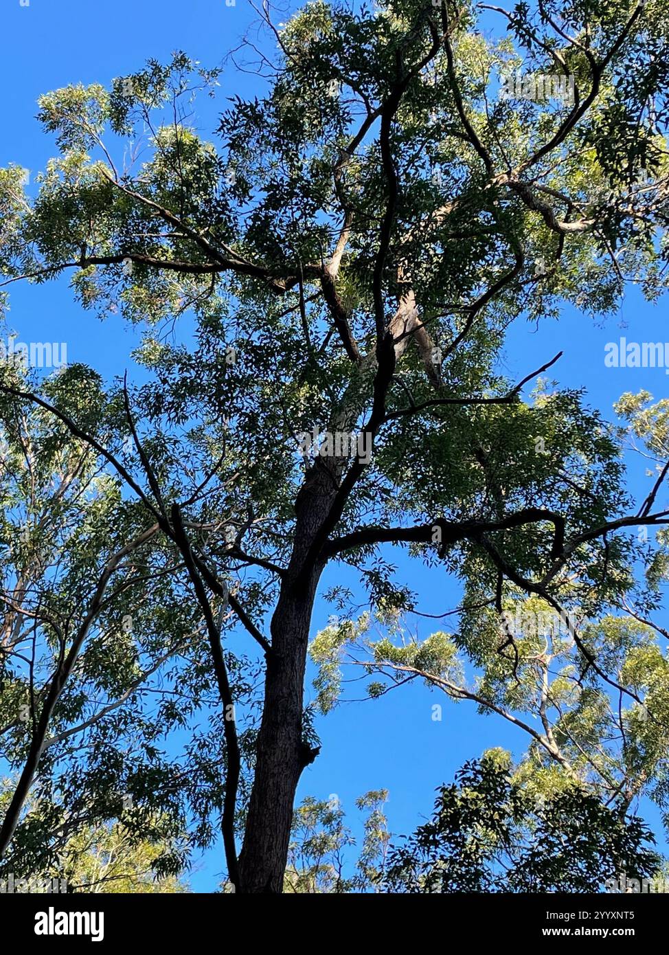 Tallowwood (Eucalyptus microcorys Stock Photo - Alamy