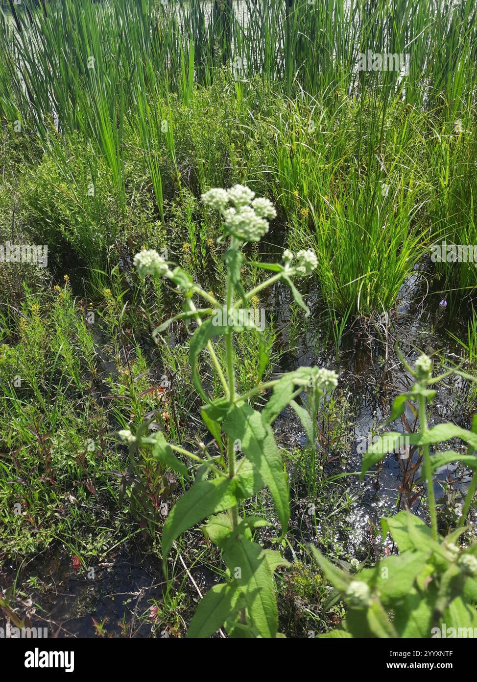 common boneset (Eupatorium perfoliatum Stock Photo - Alamy