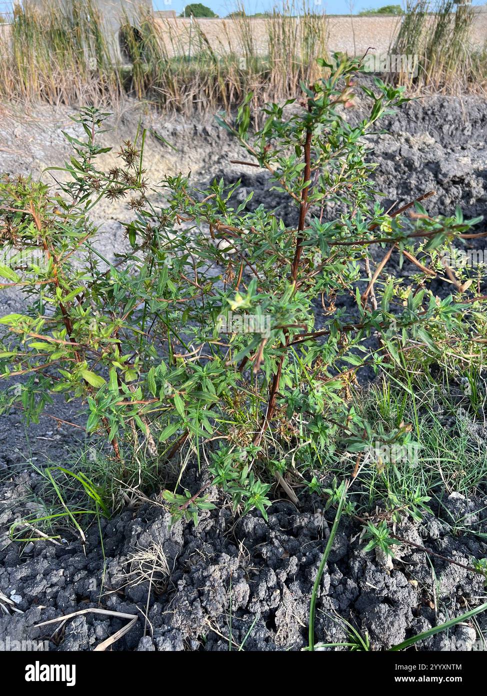 floating primrose-willow (Ludwigia peploides Stock Photo - Alamy