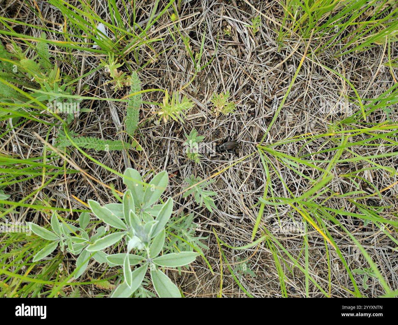 Gryllus veletis hi-res stock photography and images - Alamy