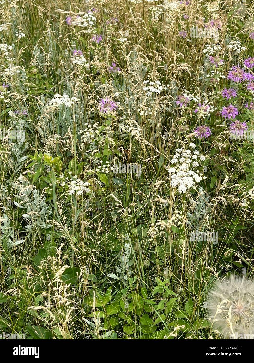 Perideridia hi-res stock photography and images - Alamy