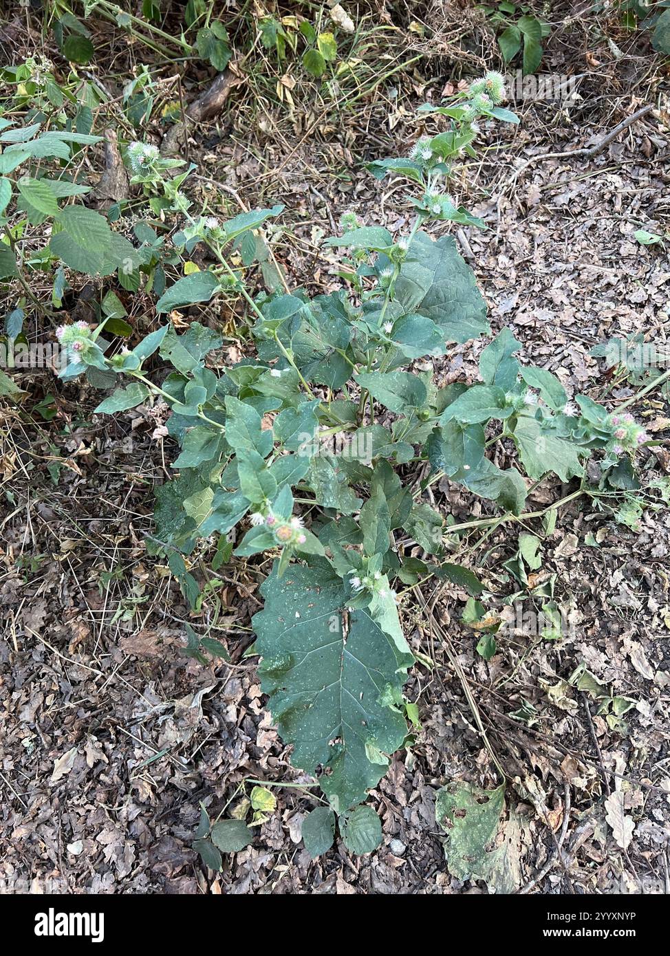 lesser burdock (Arctium minus Stock Photo - Alamy