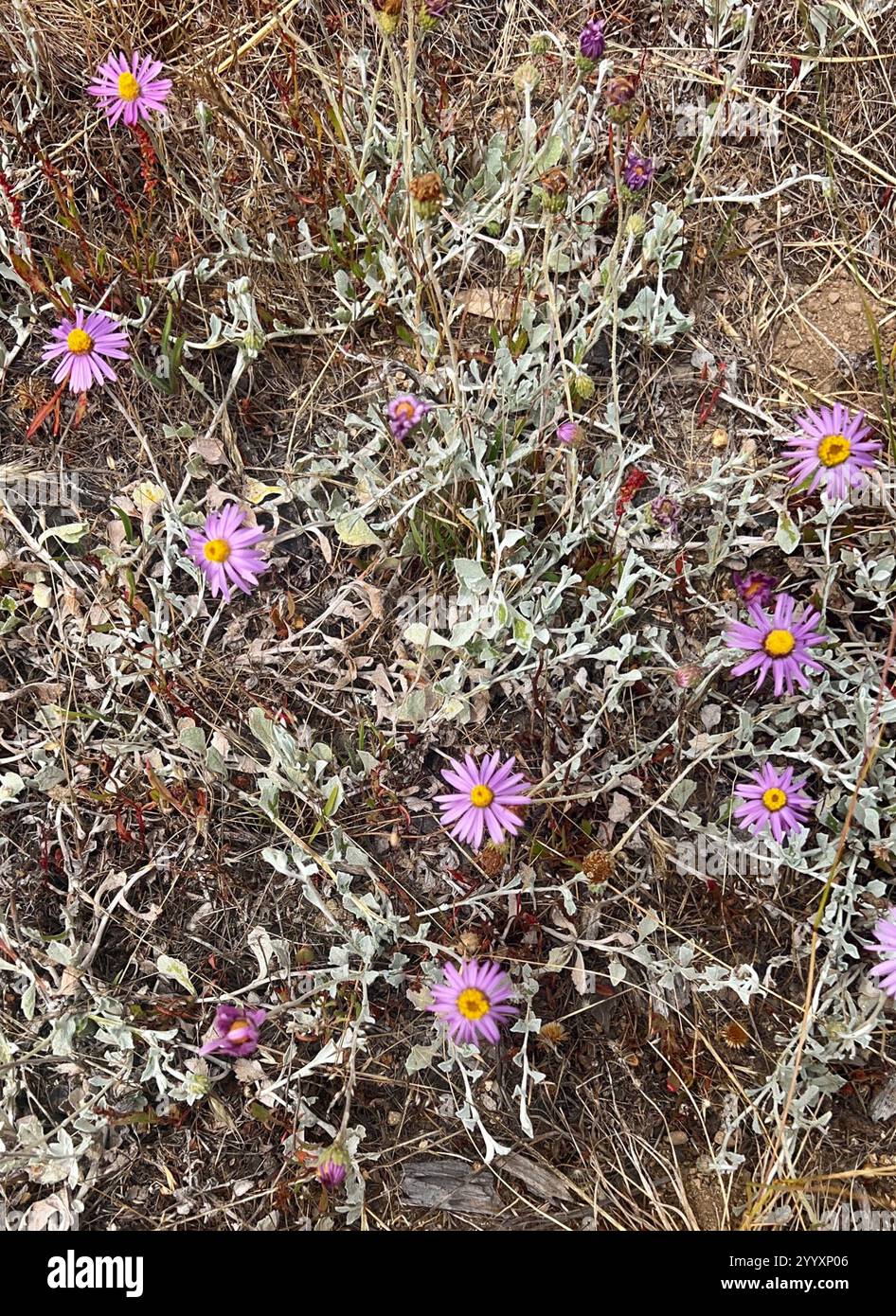 California Aster (Corethrogyne filaginifolia Stock Photo - Alamy