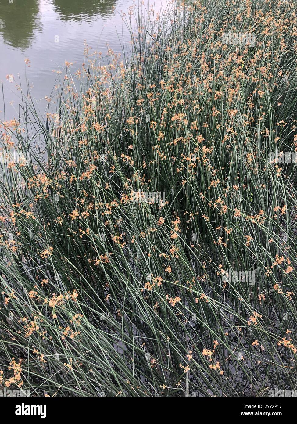 Common Club-rush (Schoenoplectus lacustris Stock Photo - Alamy