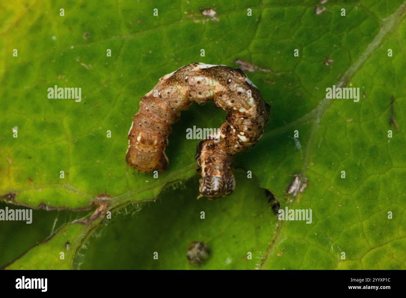 Geometer Moths (Geometridae Stock Photo - Alamy