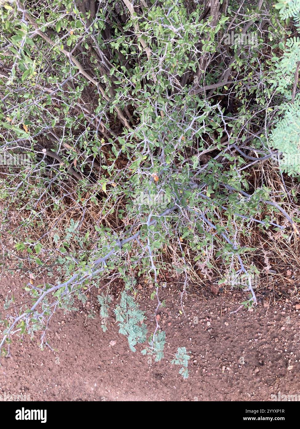 spiny hackberry (Celtis pallida Stock Photo - Alamy