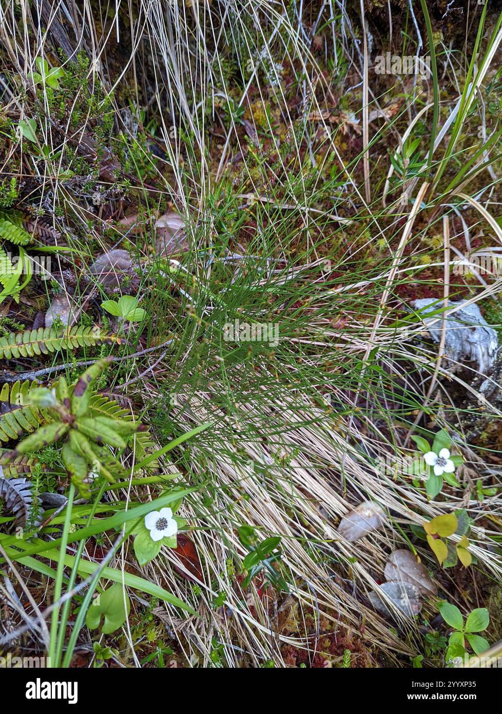 Trichophorum cespitosum hi-res stock photography and images - Alamy