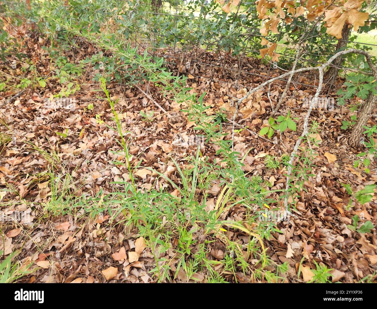 slender bush clover (Lespedeza virginica Stock Photo - Alamy