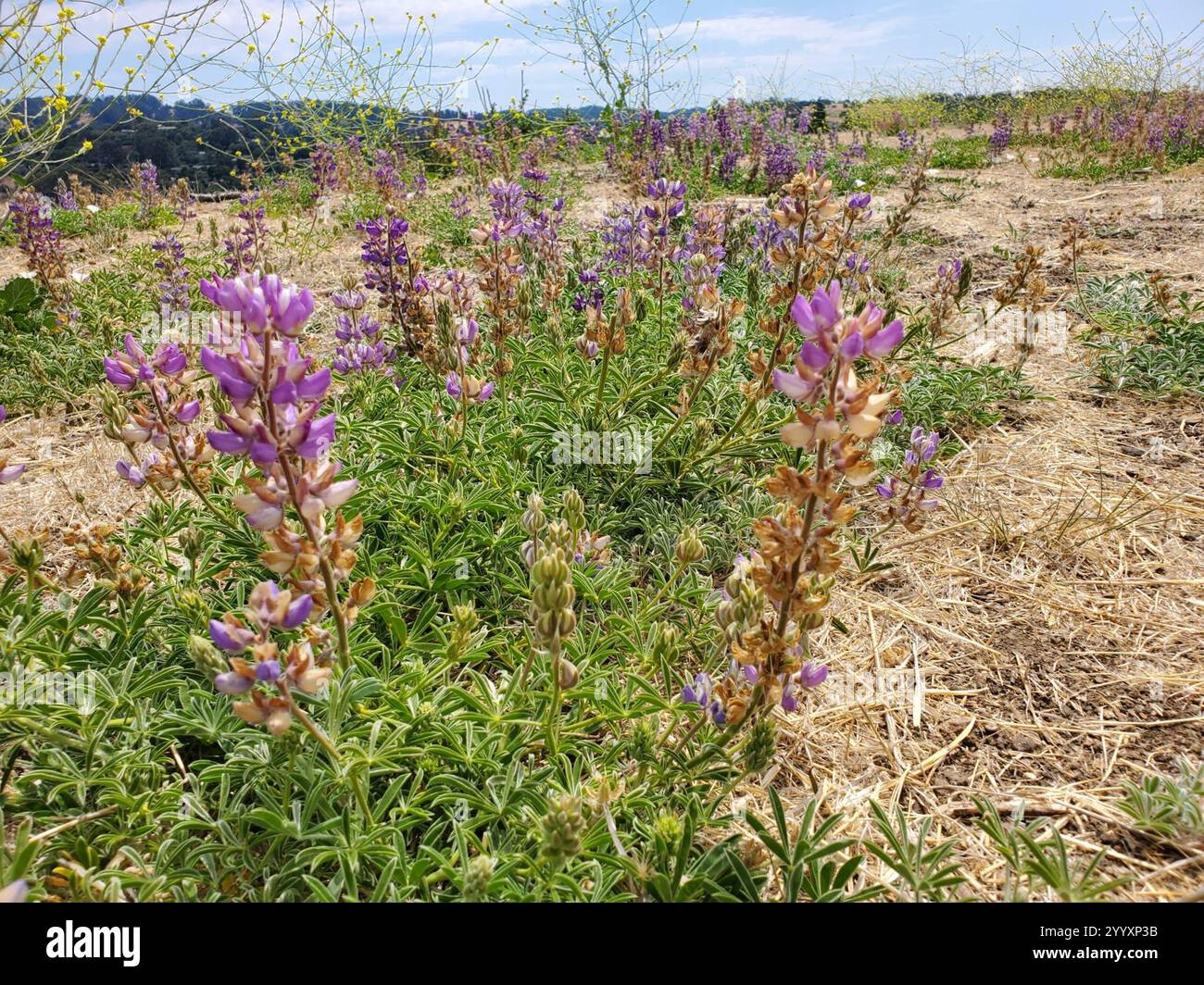 Lupinus formosus hi-res stock photography and images - Alamy