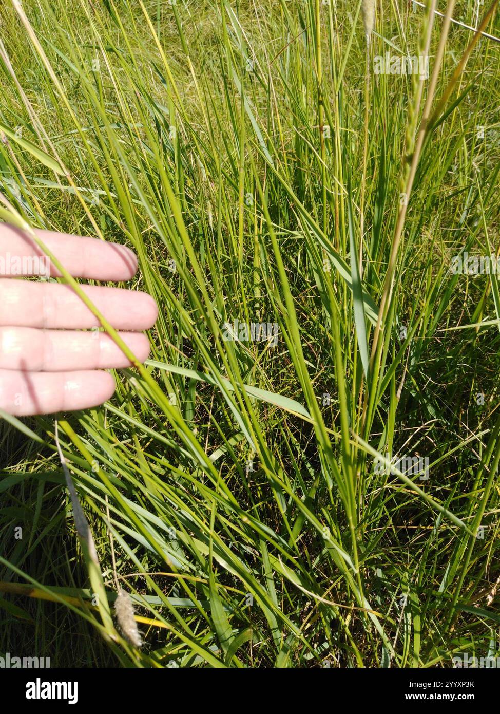 Creeping Foxtail (Alopecurus arundinaceus Stock Photo - Alamy