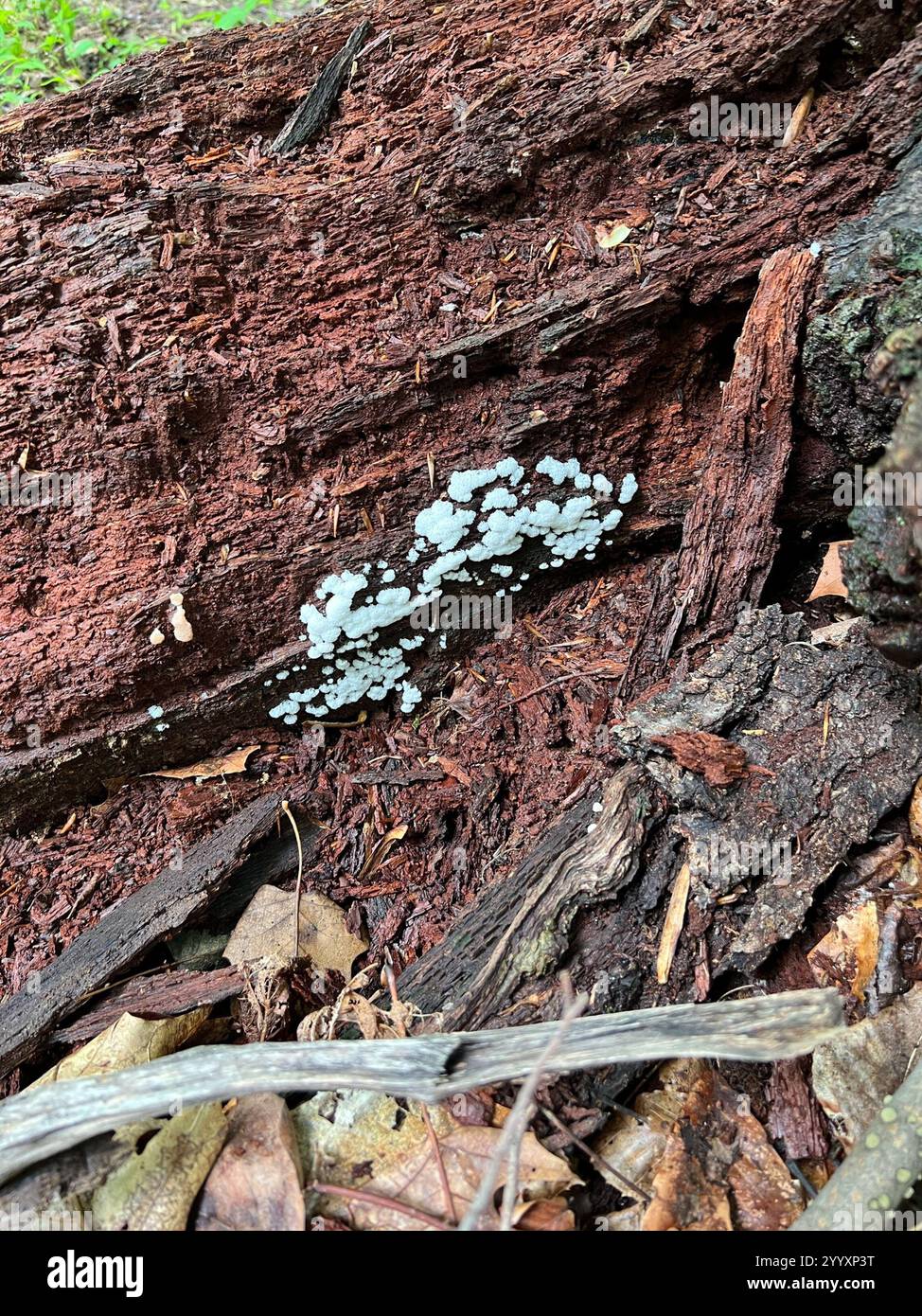 Common Coral Slime (Ceratiomyxa fruticulosa Stock Photo - Alamy