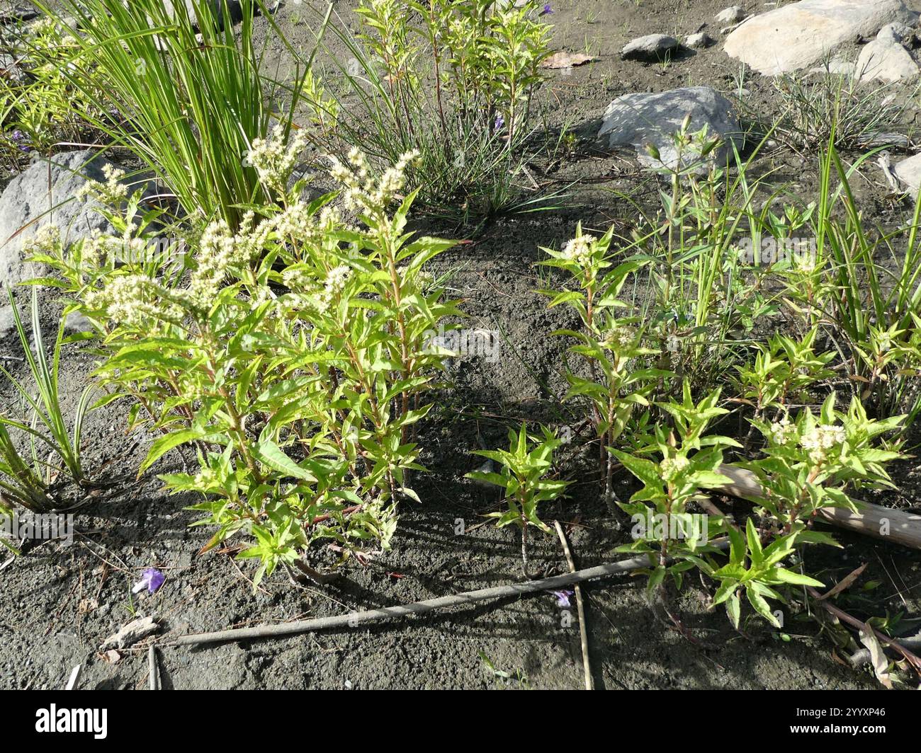 Penthorum sedoides hi-res stock photography and images - Alamy