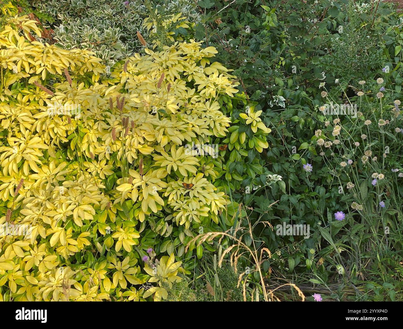 Gatekeeper (Pyronia tithonus Stock Photo - Alamy