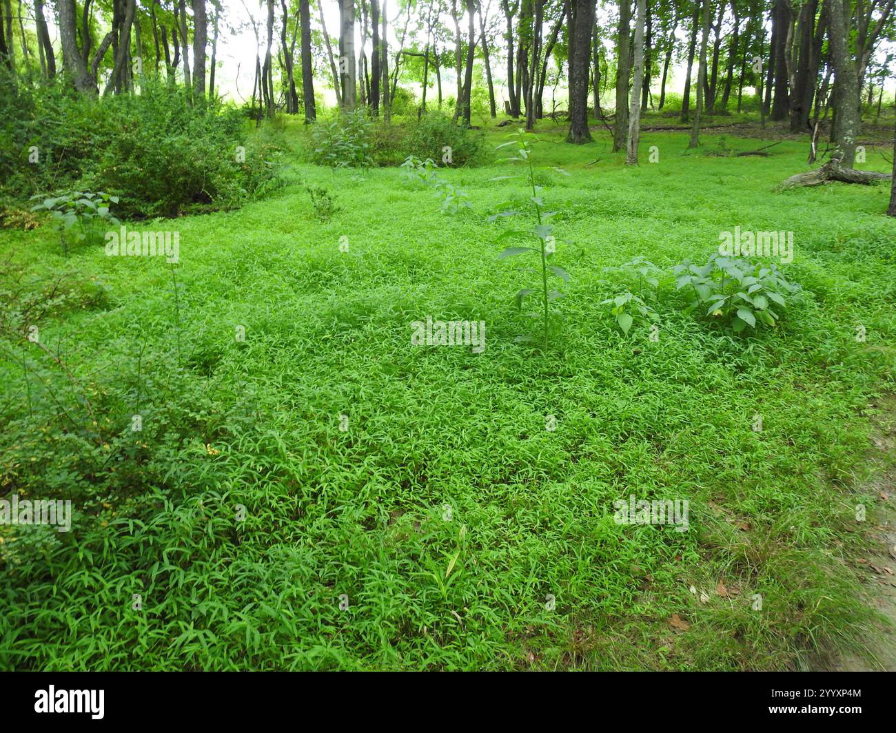 Japanese stiltgrass (Microstegium vimineum Stock Photo - Alamy